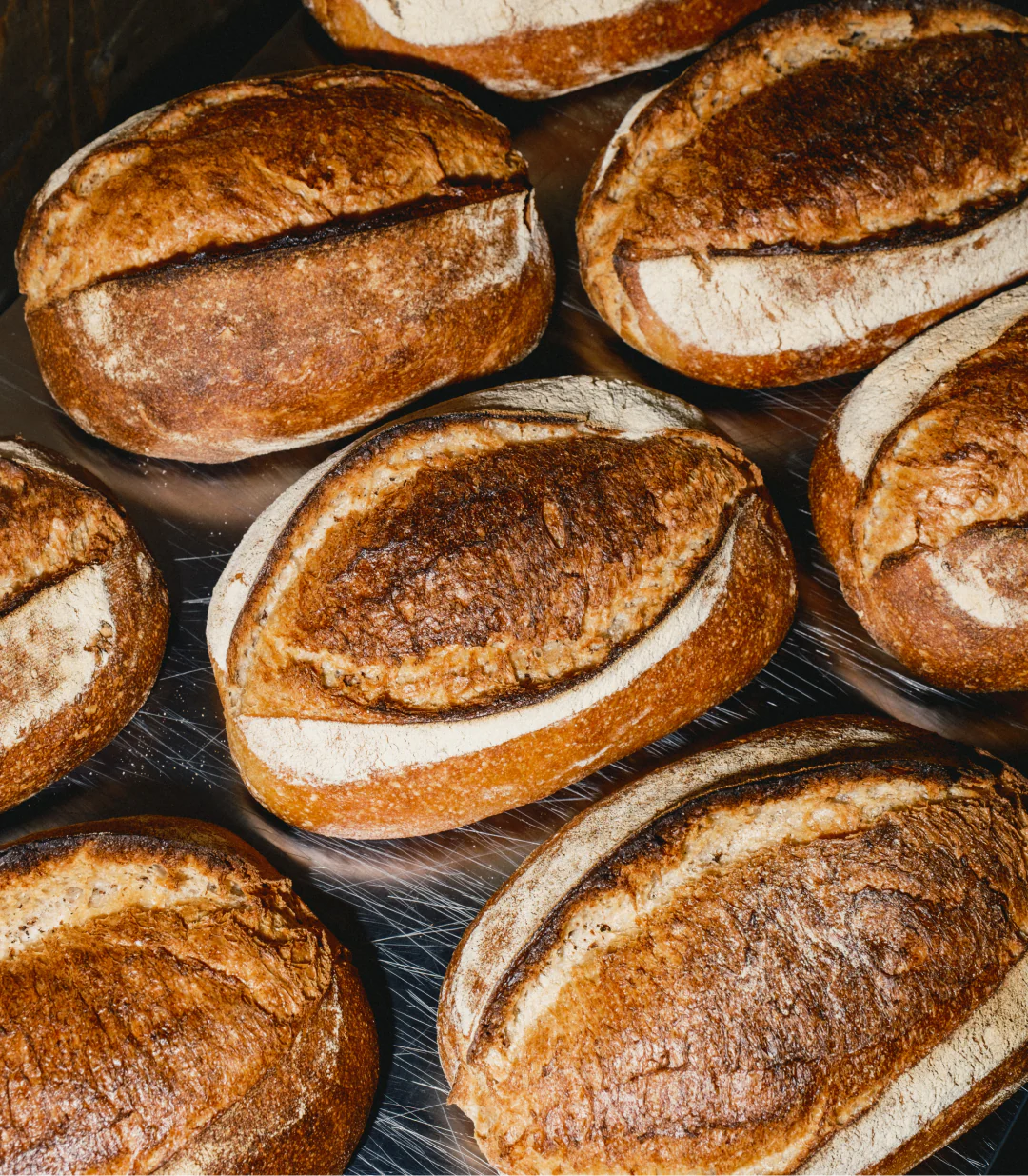 OUR BREAD – Wildfarmed