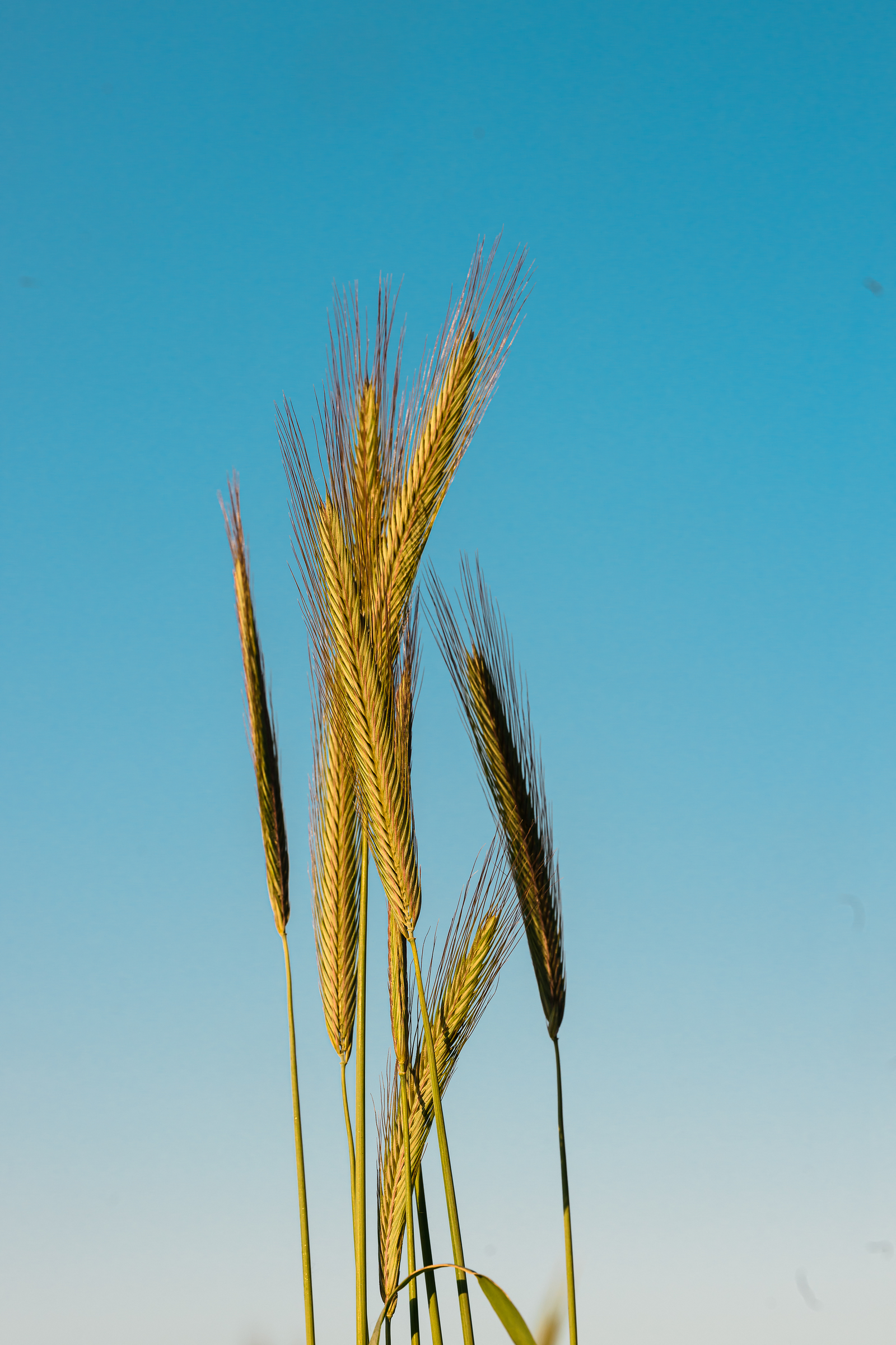 Farming – Wildfarmed