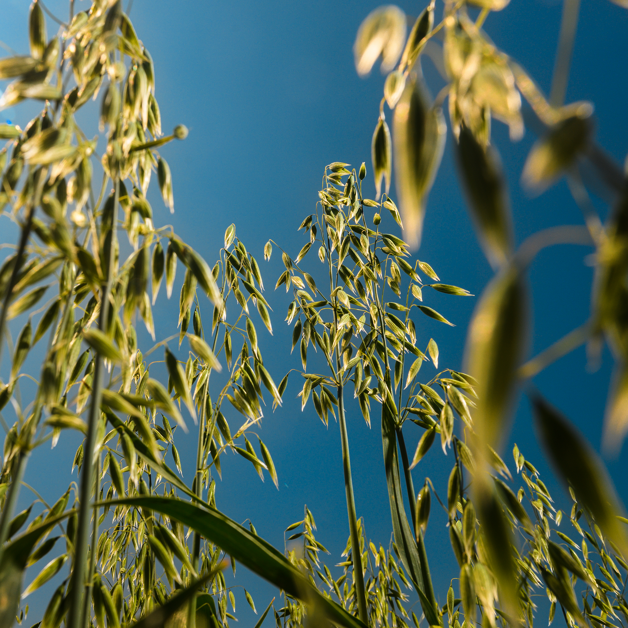 Farming – Wildfarmed