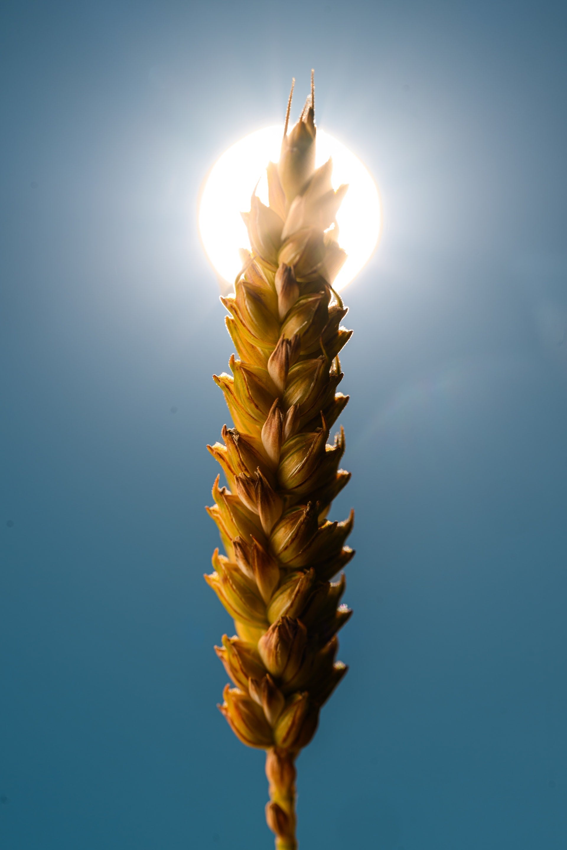 Farming – Wildfarmed